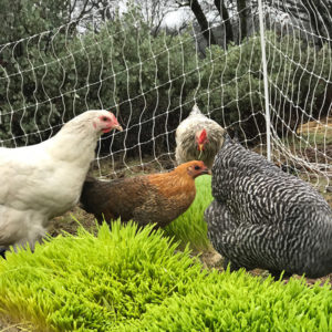 4 steps to easily introduce chickens to a flock in an afternoon ...